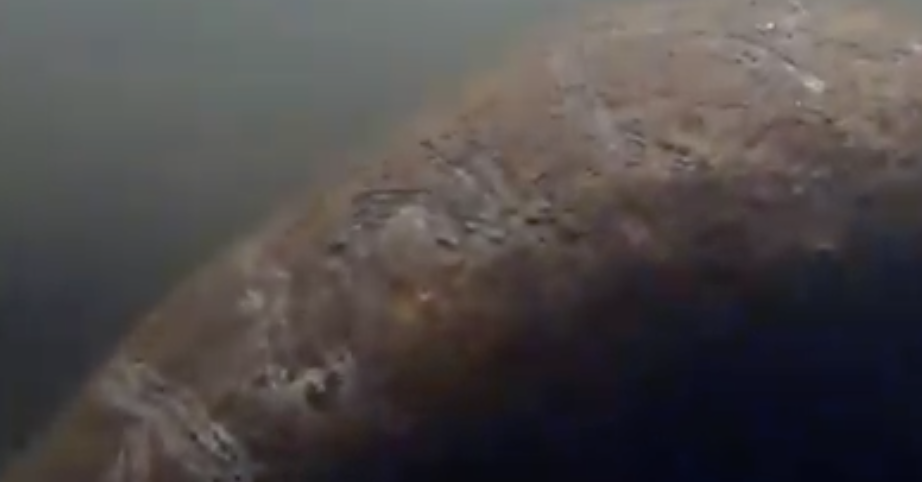 Manatee Discovered With "Trump" Scraped Onto Its Back