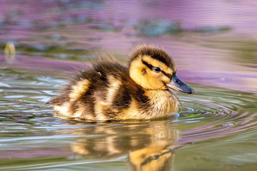 22 Adorable And Unusual Pets For You To Enjoy This Blue Monday