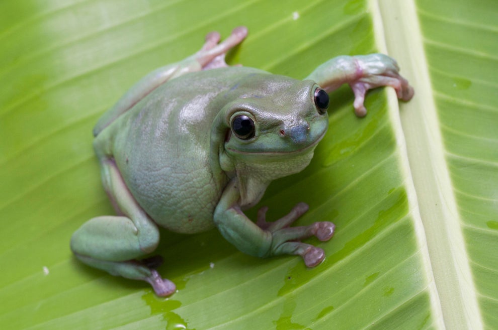 22 Adorable And Unusual Pets For You To Enjoy This Blue Monday