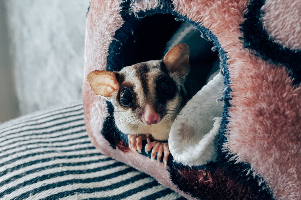 22 Adorable And Unusual Pets For You To Enjoy This Blue Monday