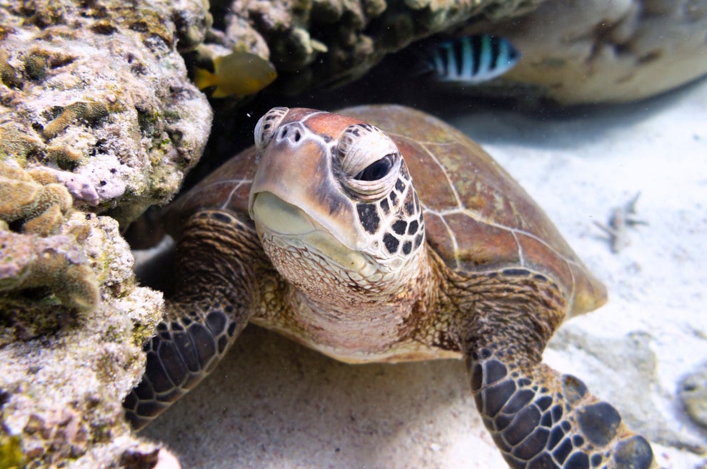 22 Adorable And Unusual Pets For You To Enjoy This Blue Monday