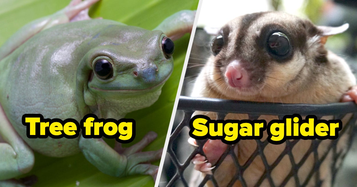 22 Adorable And Unusual Pets For You To Enjoy This Blue Monday