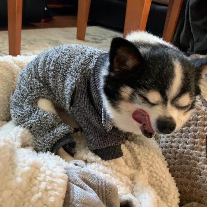 21 Dog Products From Amazon That Basically Have No Right Being So Adorable