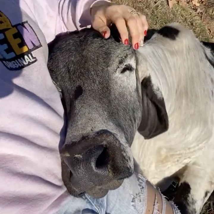 These Clingy Pets Are Adorable