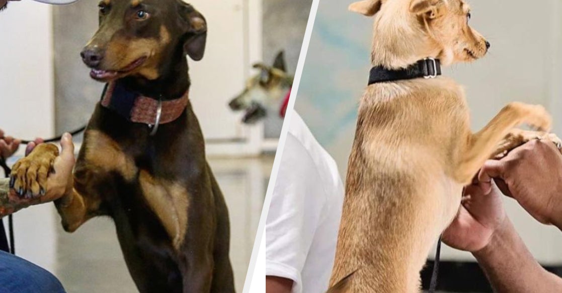 Pawsitive Change Program Rehabilitation For Dogs And Humans