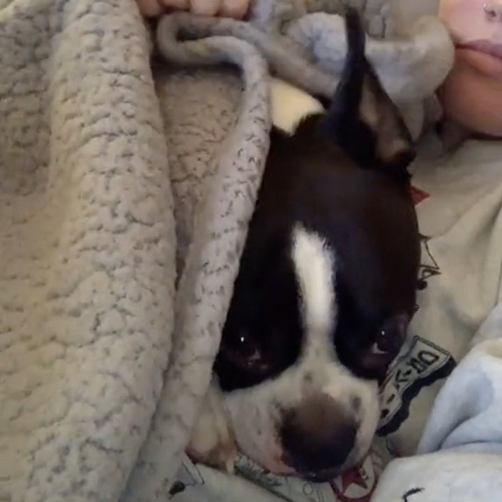 These Clingy Pets Are Adorable