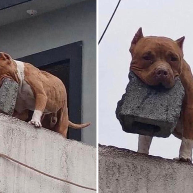 The Dog Who Threw Bricks: A Hilarious Yet Thought-Provoking Tale – New ...