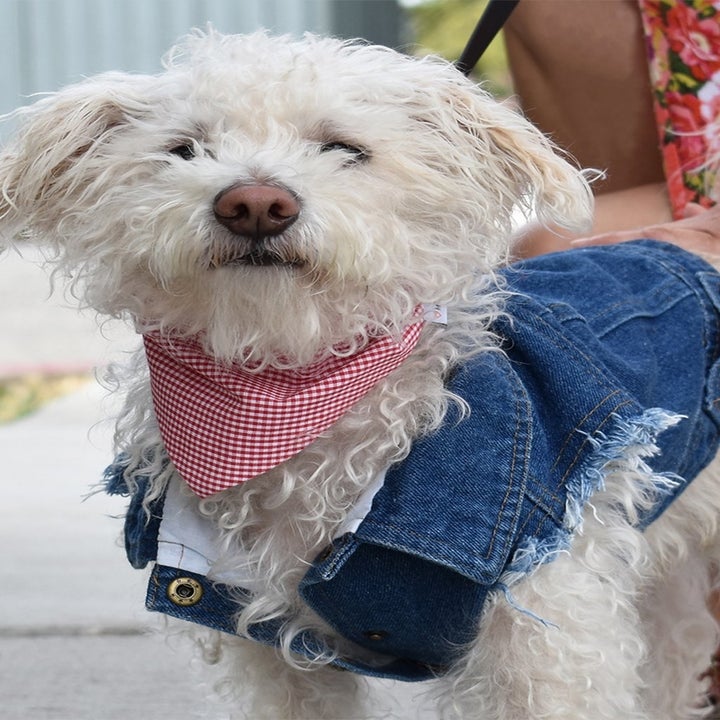 26 Best Dog Coats And Jackets For Winter 2021