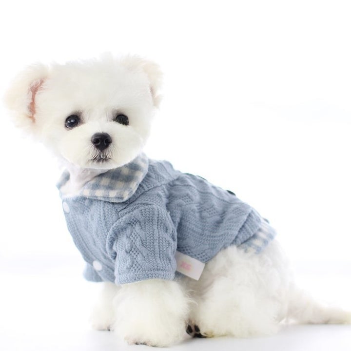 26 Best Dog Coats And Jackets For Winter 2021