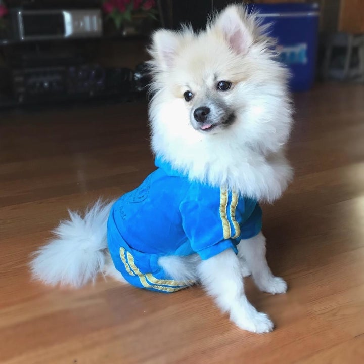26 Best Dog Coats And Jackets For Winter 2021