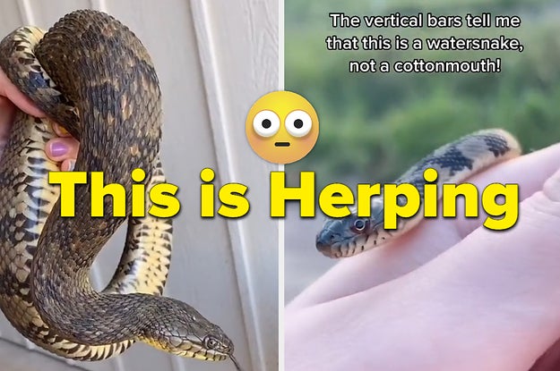 I Just Discovered What Herping Is, And It's A Big Nope From Me