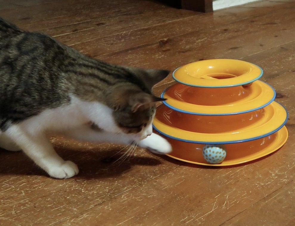 25 Products For Improving A Senior Cat's Quality Of Life