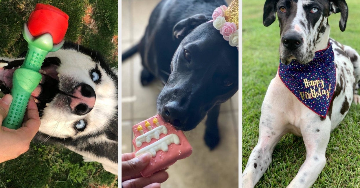 28 Amazon Pet Products For Dogs That Are Cute And Fun