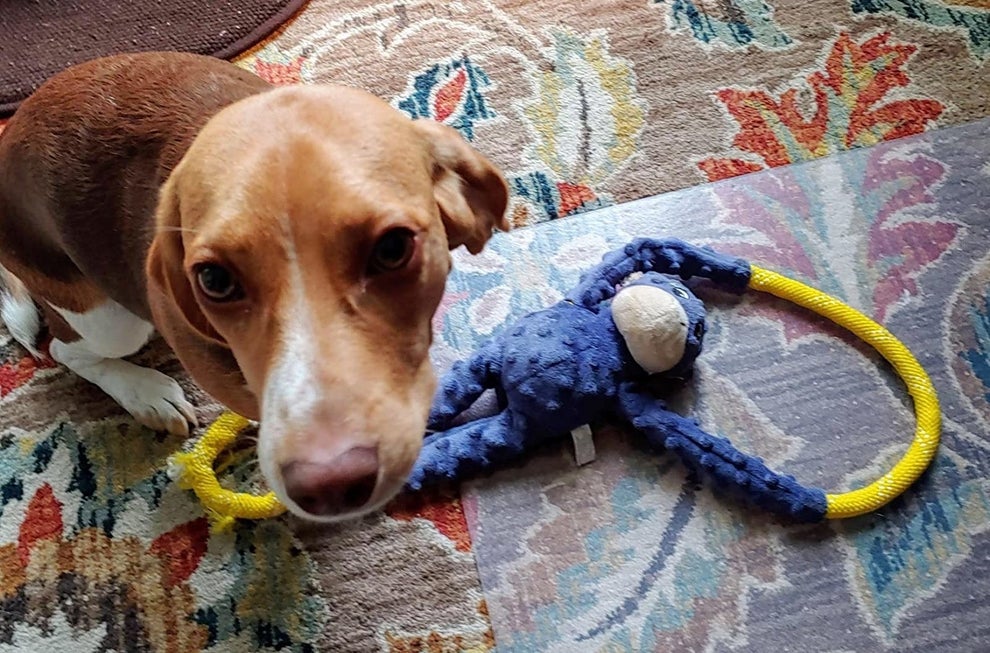 28 Amazon Pet Products For Dogs That Are Cute And Fun