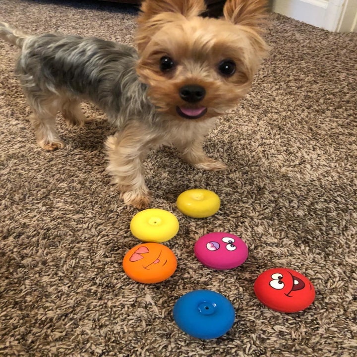 28 Pet Products That Are Practical And Fun