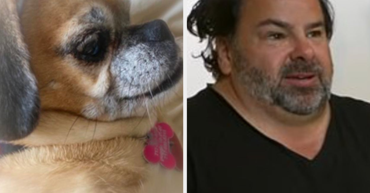 23 Dogs That Look Like Celebrities