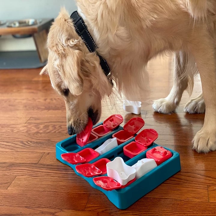 25 Things From Amazon To Keep Your Pet Busy All Day