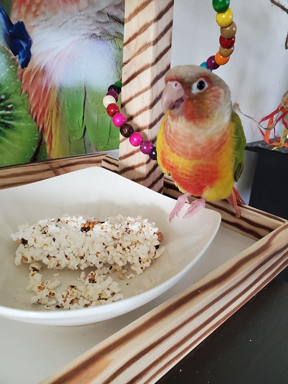 19 Things From Amazon Your Pet Bird Will Probably Love