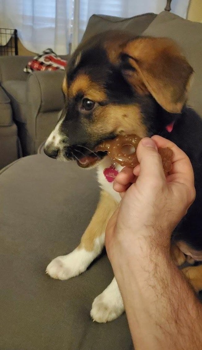 24 Useful Products For Your Dog