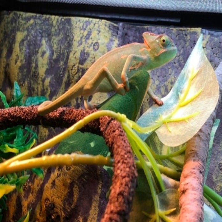 Amazon Products For Lizards