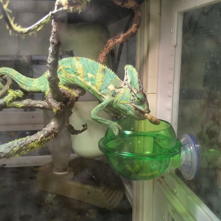 Amazon Products For Lizards