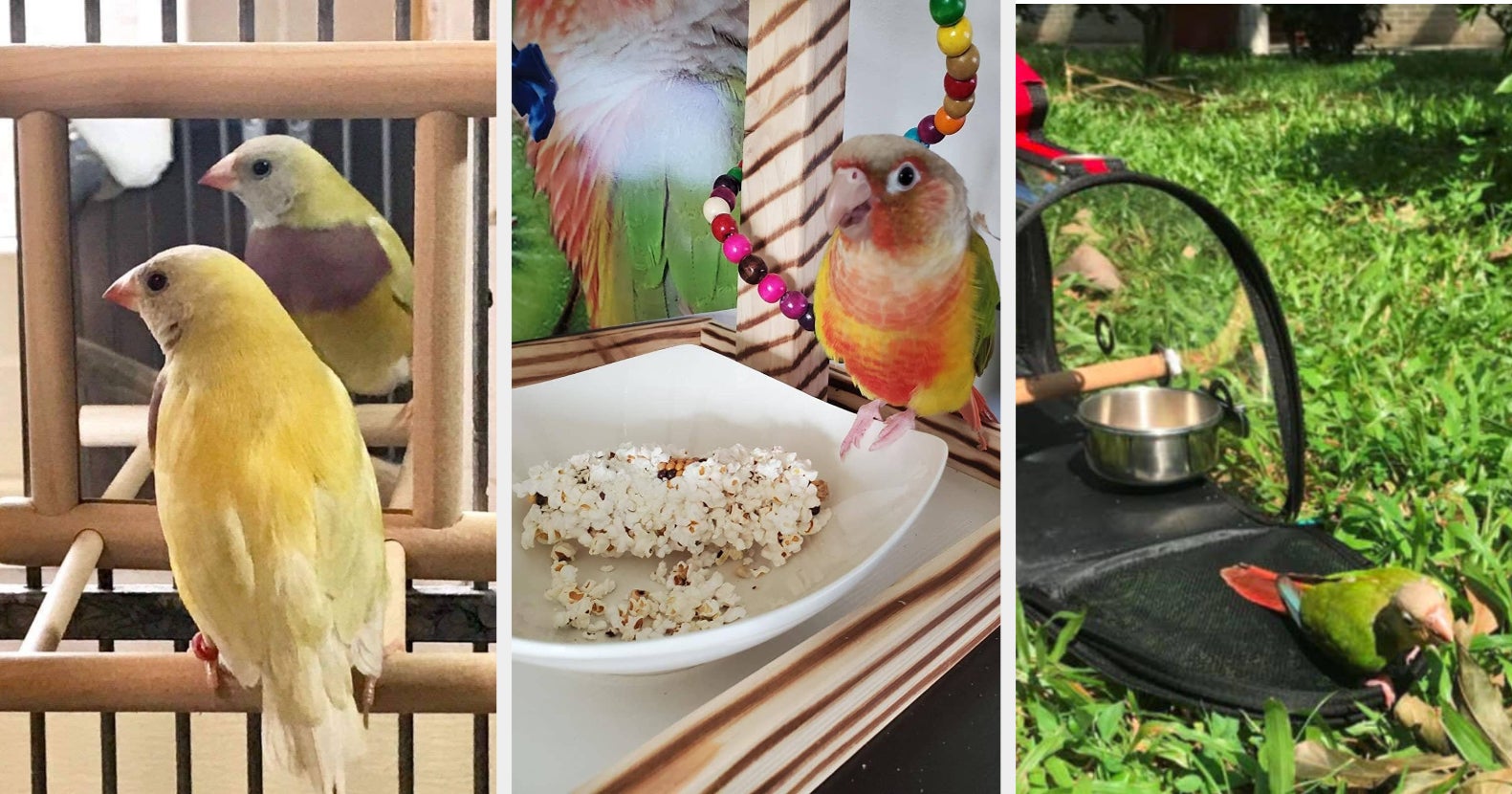 19 Things From Amazon Your Pet Bird Will Probably Love