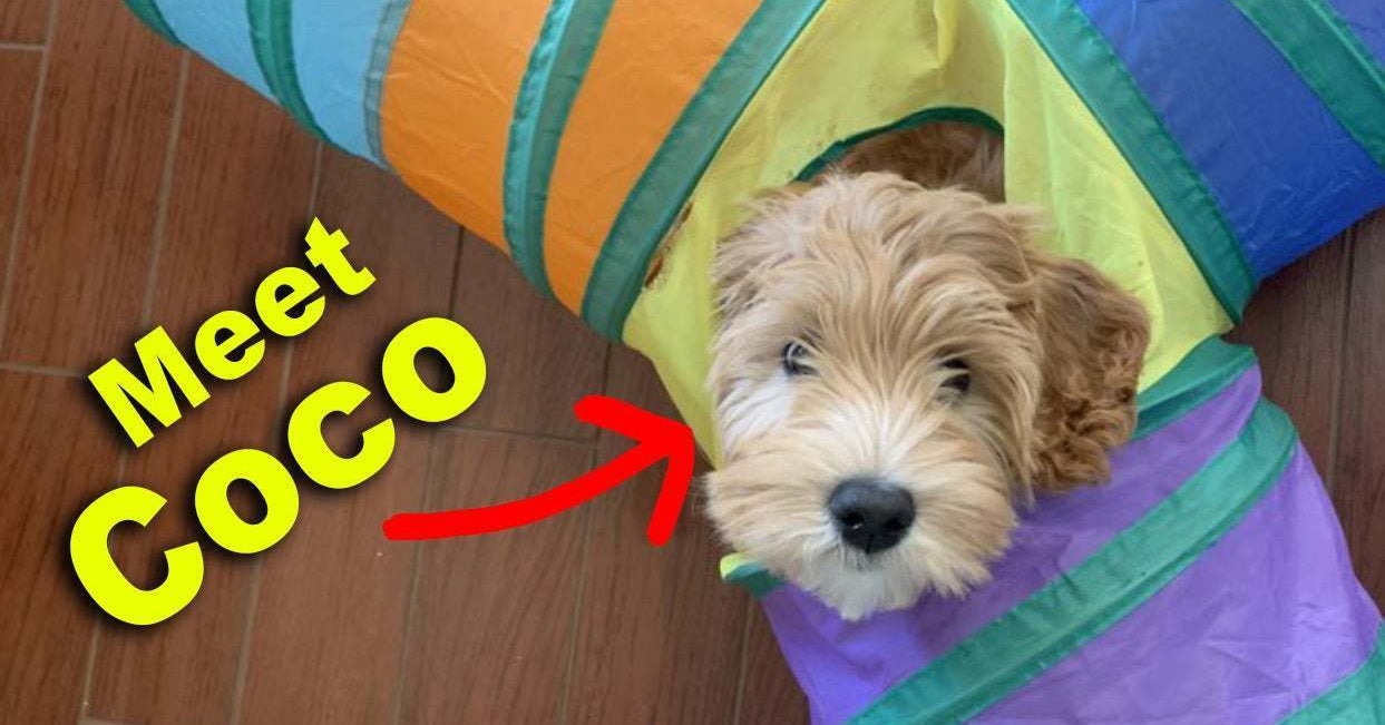 This Is My Cute Puppy, Coco – Can You Take Care Of Her For The Day?