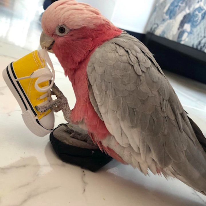29 Cool Pet Products That Are Totally Brag-Worthy