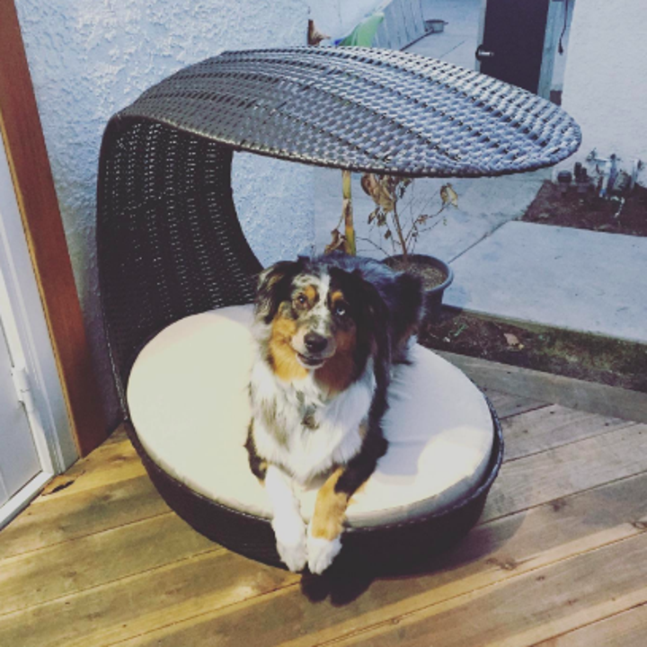 35 Cool Products To Help Spoil Your Dog