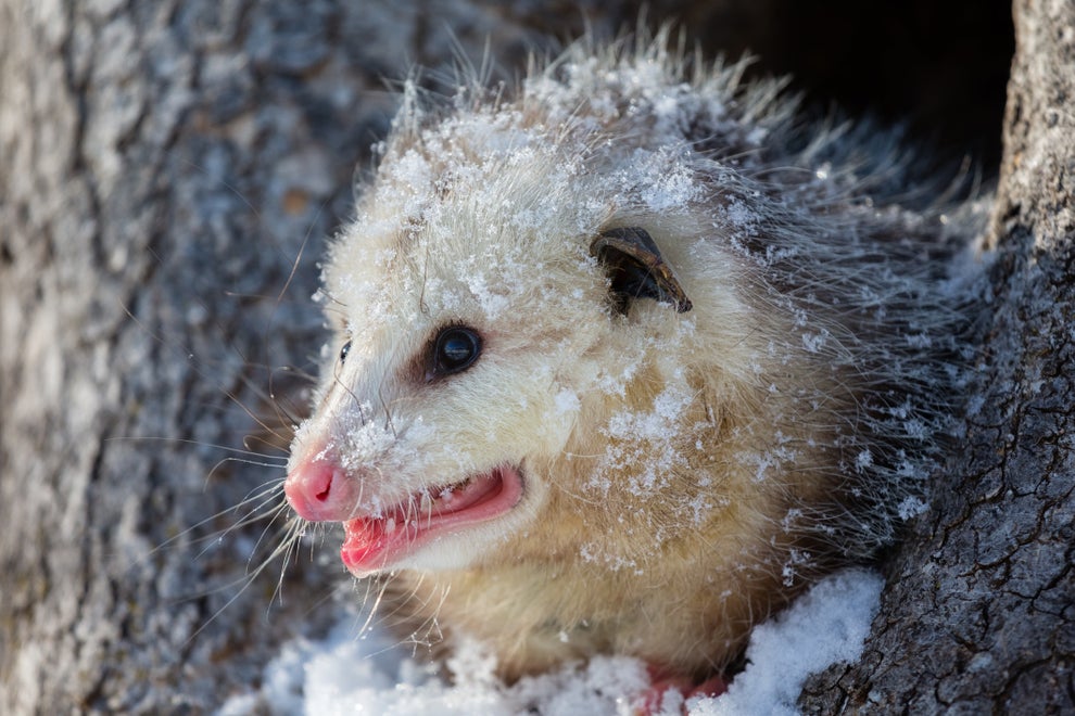 15 Horrifying Nocturnal Animals