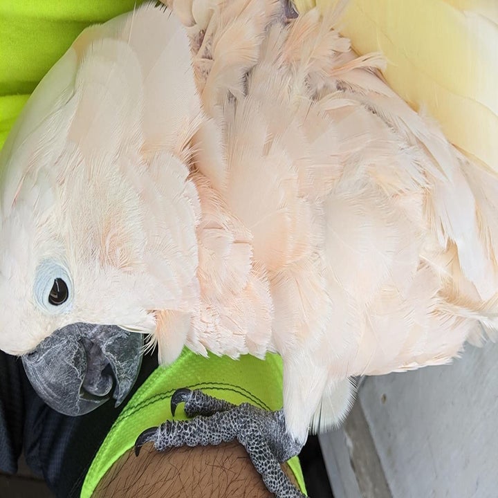 27 Pet Products On Amazon With Impressive Review Photos