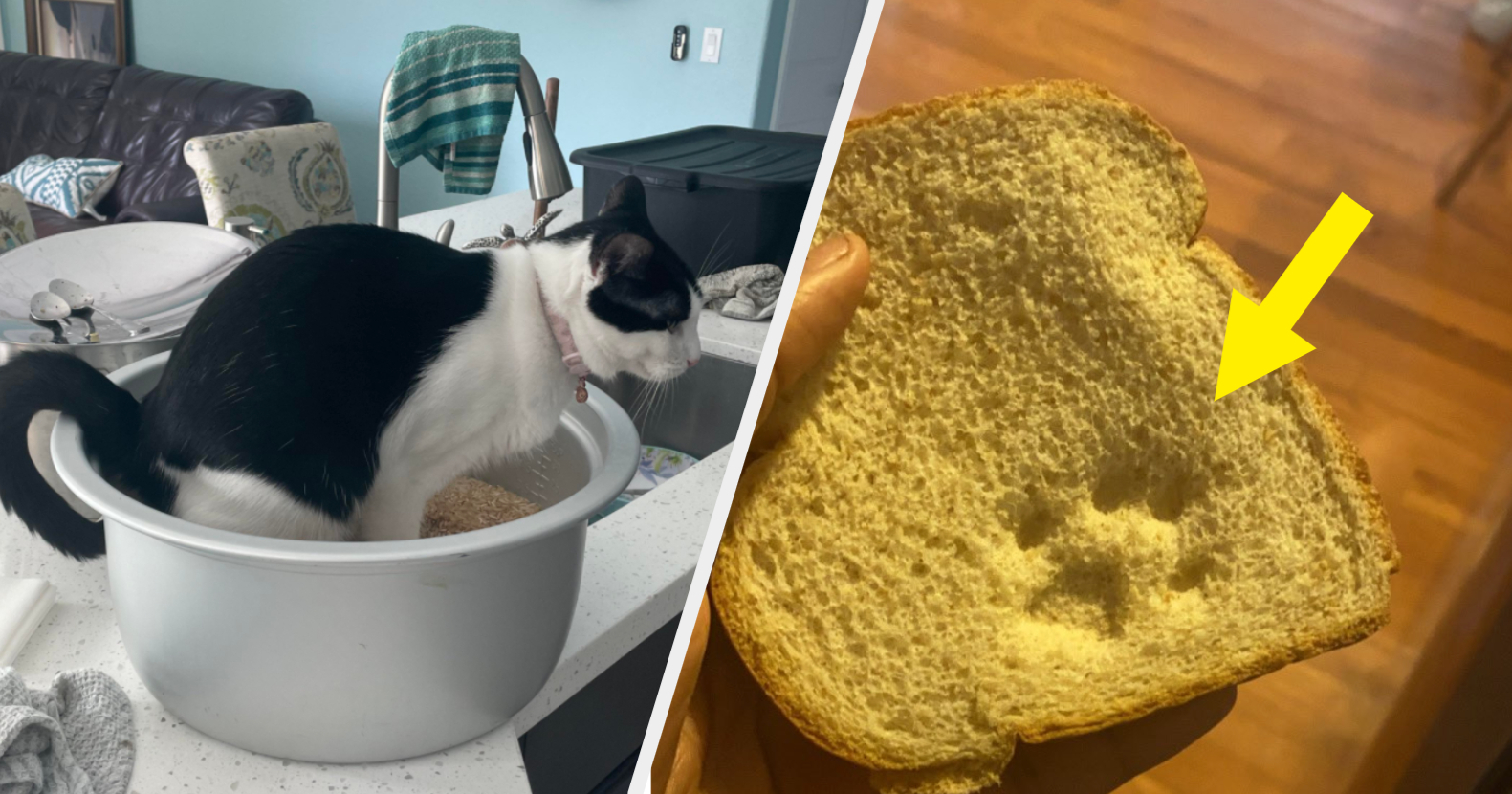 Buzzfeed Cat Internet