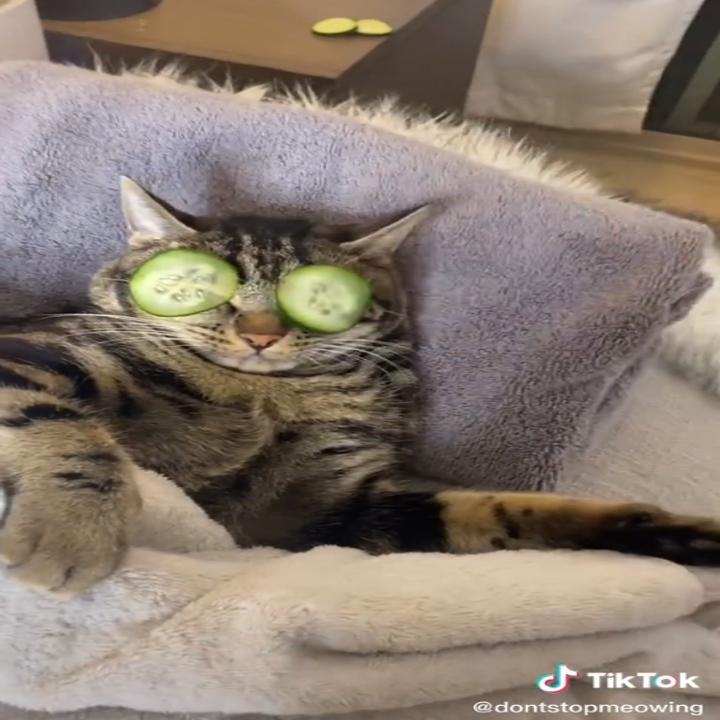 This Cat Enjoying A Spa Day Is How Relaxed I Plan To Be For The Rest Of ...