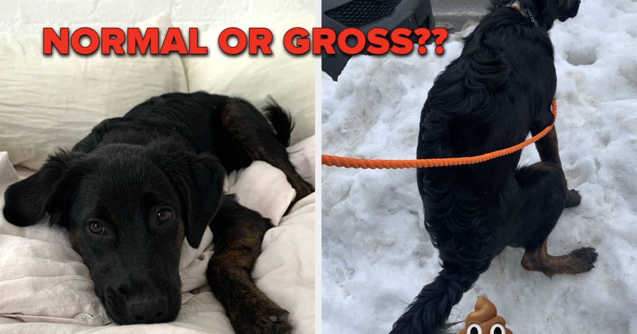 How Gross Are The Things You Do With Your Dog