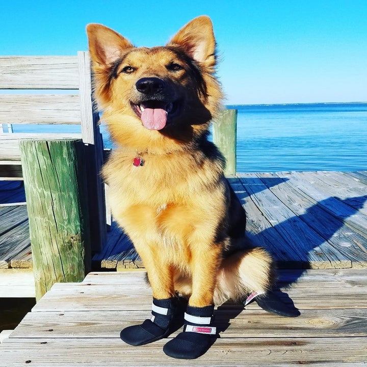 15 Best Dog Booties And Dog Shoes For All Weather
