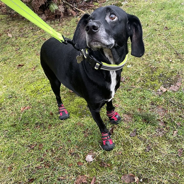 15 Best Dog Booties And Dog Shoes For All Weather