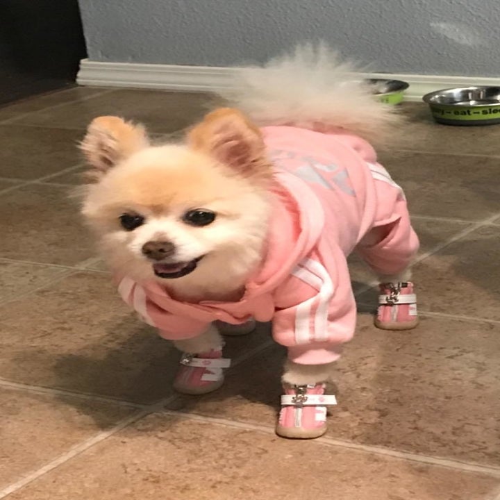 15 Best Dog Booties And Dog Shoes For All Weather