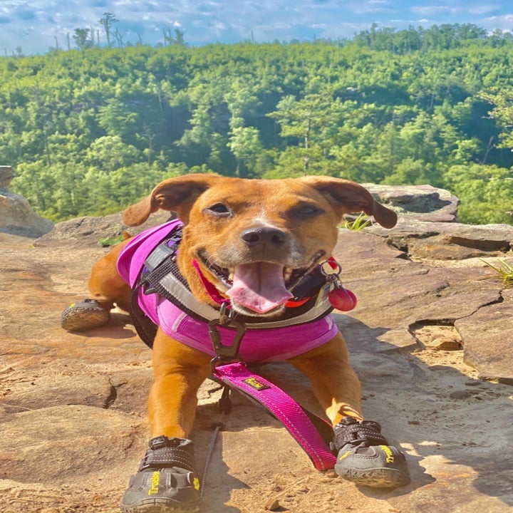 15 Best Dog Booties And Dog Shoes For All Weather