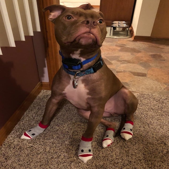 15 Best Dog Booties And Dog Shoes For All Weather