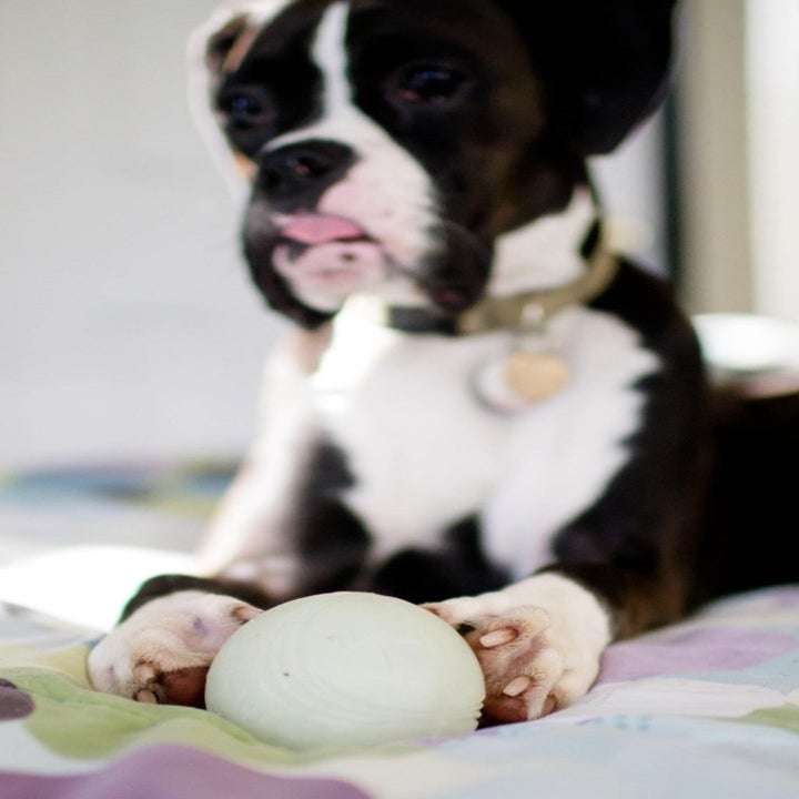 25 Amazon Pet Toys That'll Keep Your Pet Entertained