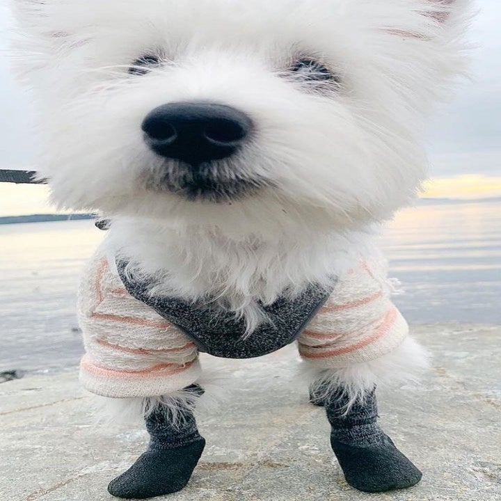 15 Best Dog Booties And Dog Shoes For All Weather