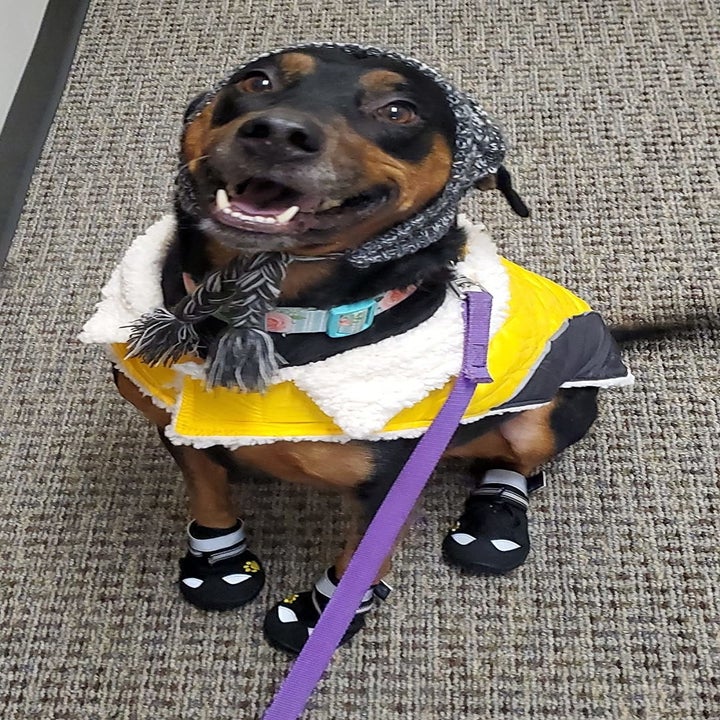 15 Best Dog Booties And Dog Shoes For All Weather