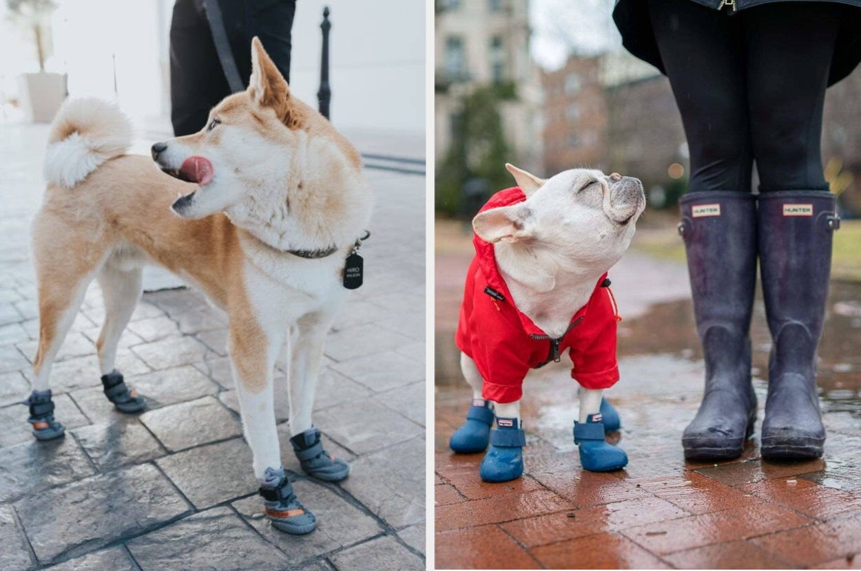 15 Best Dog Booties And Dog Shoes For All Weather