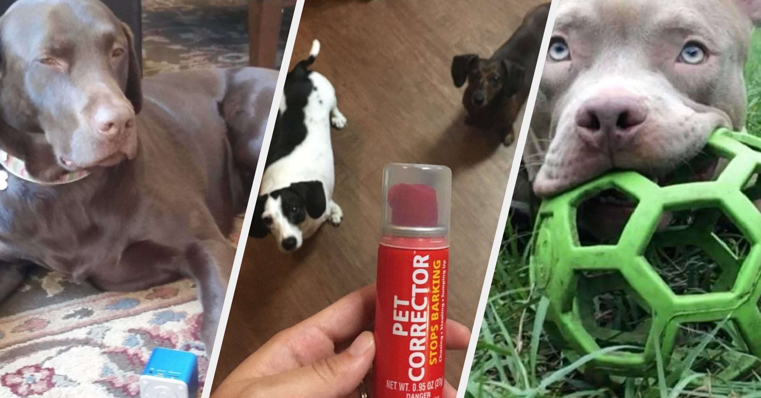 Things To Stop Your Dog From Chewing Everything You Own