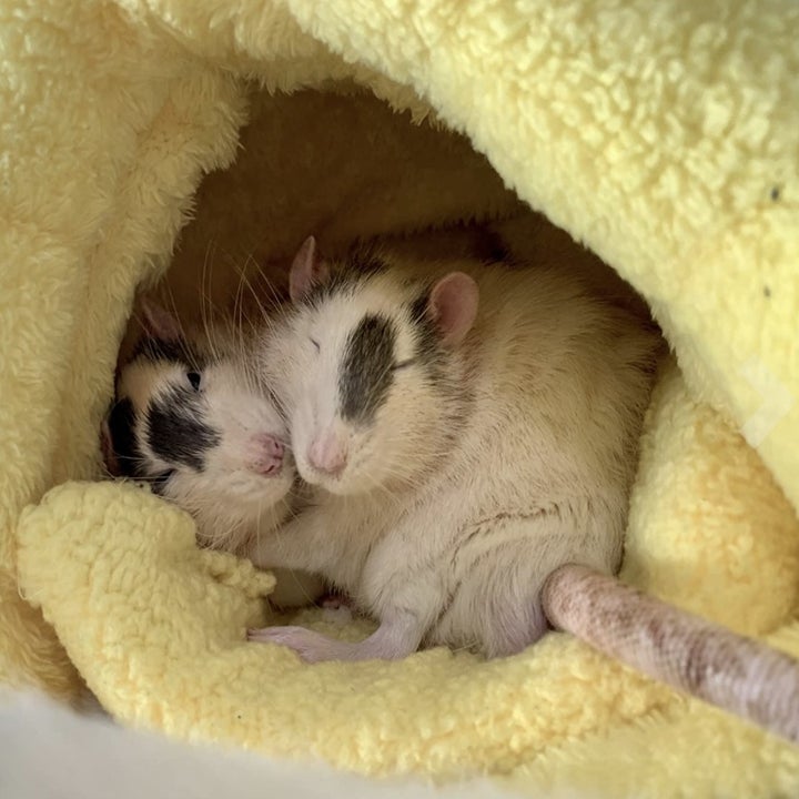 28 Super Cozy Products From Amazon That’ll Help Your Pet Feel Cuddled ...