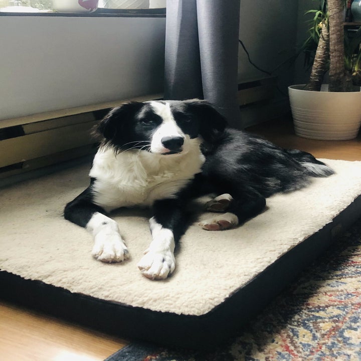 Best Dog Products On Amazon Canada