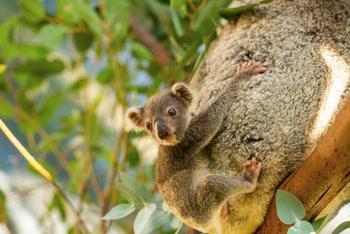 I'm Screaming In Absolute Delight At These Photos Of A Six Month Old ...