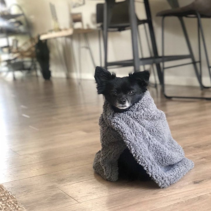 These 21 Products From Amazon Help Pets Feel Totally Relaxed (And We ...