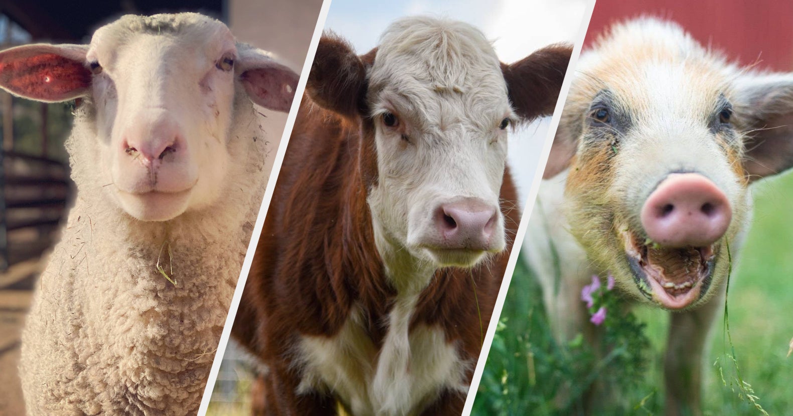 35 Rescue Animals Who Helped Change The World