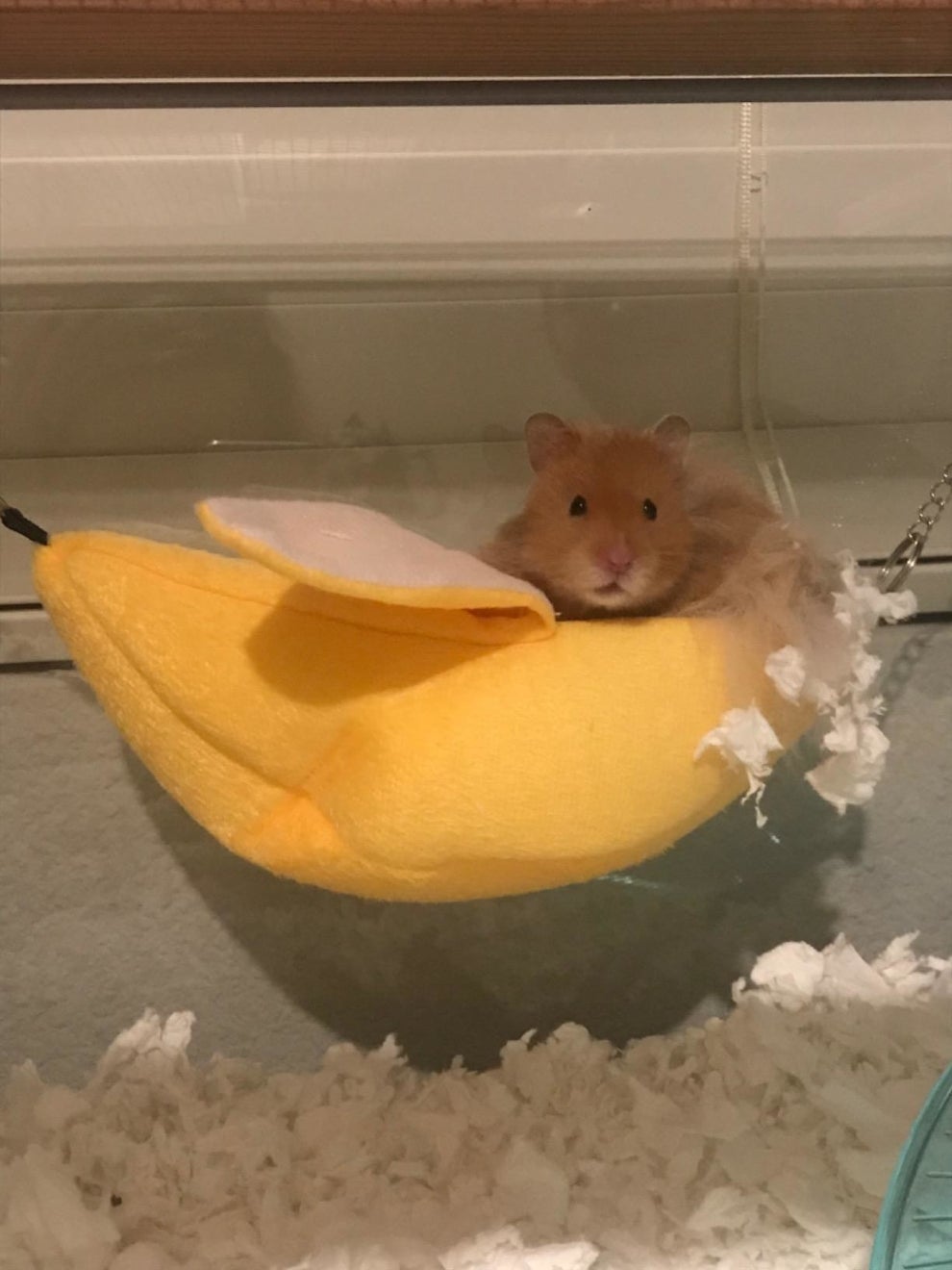 17 Things You Can Buy For Your Hamster On Amazon